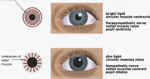 The BioLogs: CSEC - How the eye works