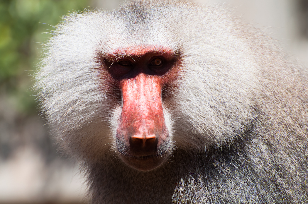 Cómo las hice: Papión