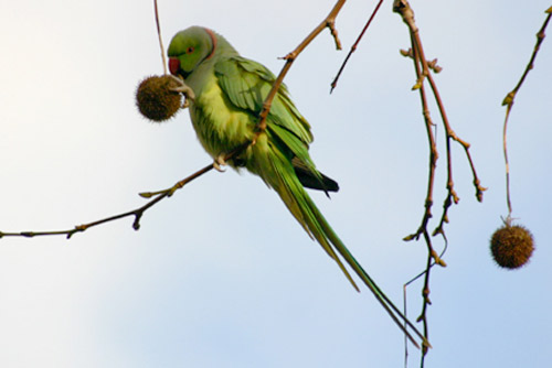 Next Time, Amsterdam: The Feral Parakeets of Amsterdam