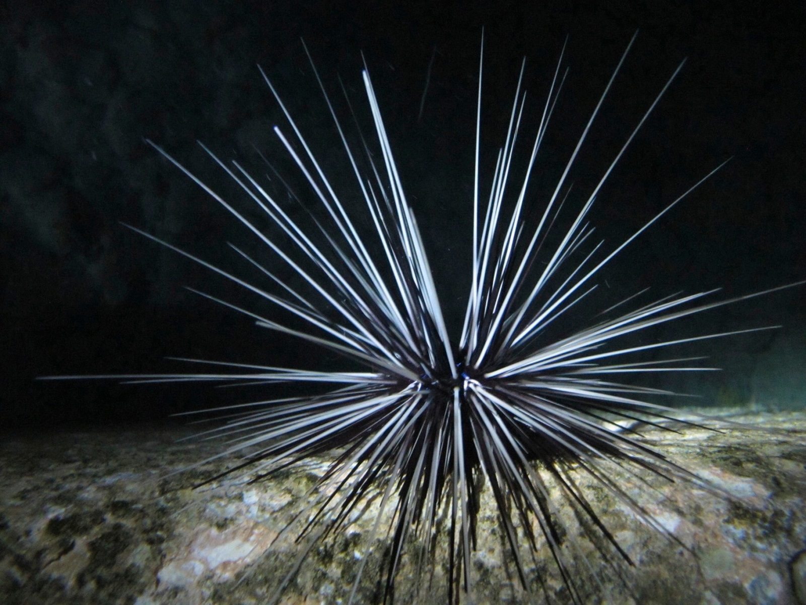 Real Monstrosities: Black Long-spined Sea Urchin