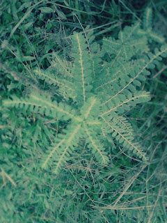 Gambar Daun Meniran Terlengkap | Kumpulan Gambar