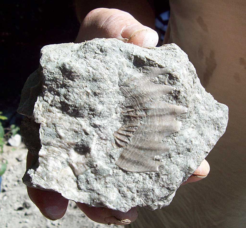 Louisville Fossils and Beyond: Earth Discovery Day - August 2013