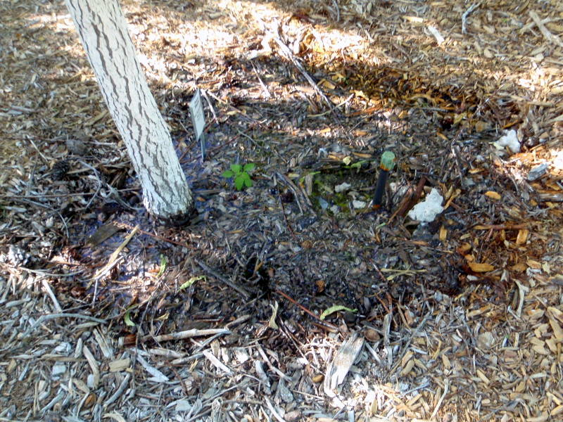 Xtremehorticulture of the Desert: Holes in Trees