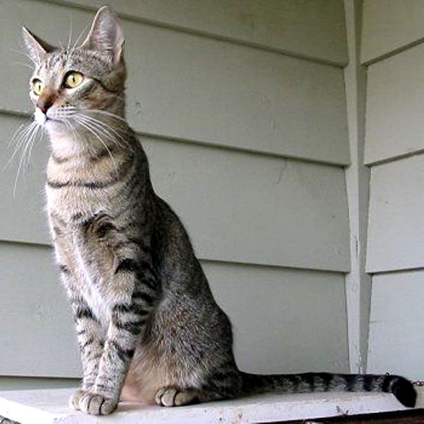 Macam - Macam Ras Jenis Kucing ~ Indonesia | Info Terbaru