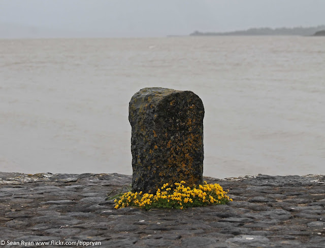 Shannon Estuary, Irelands' Wild Atlantic Way, Limerick,Clare & Kerry ...