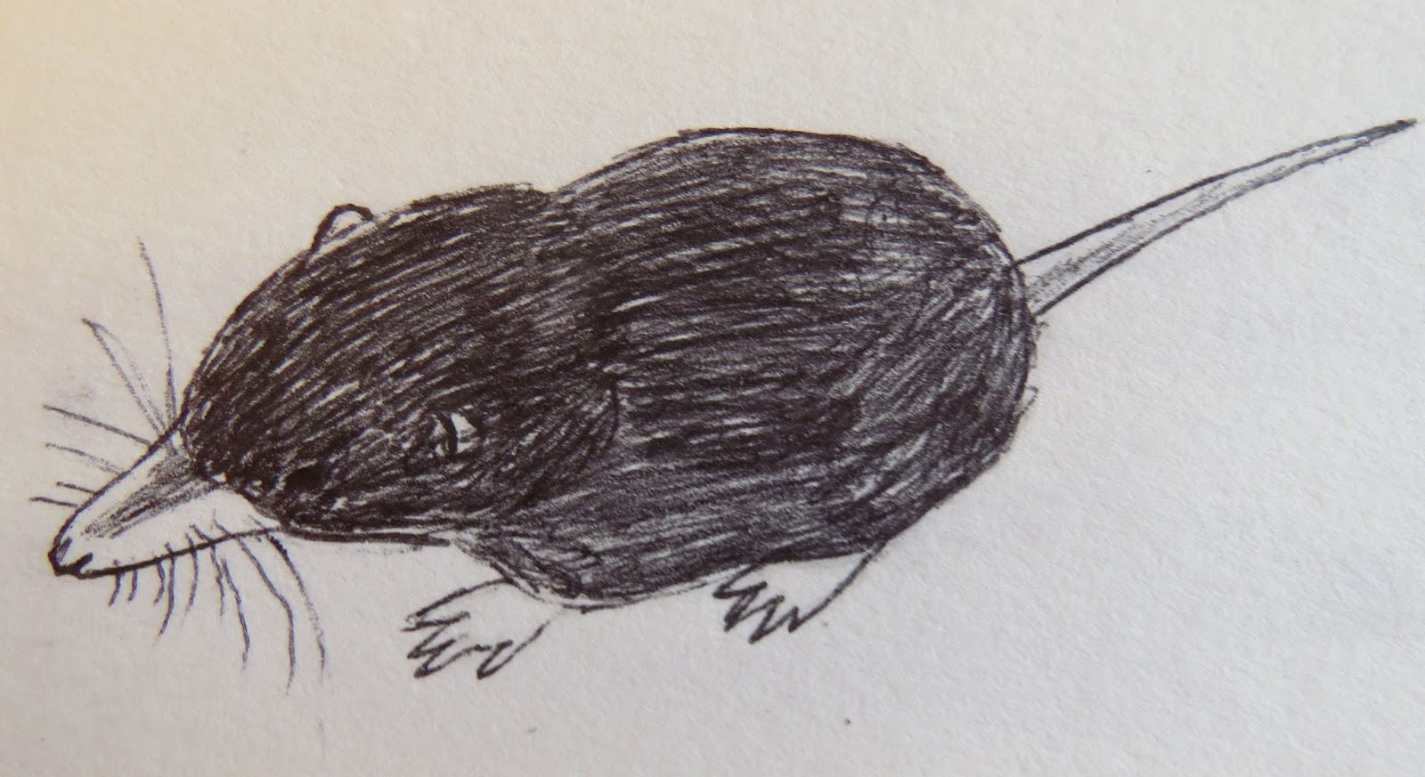 The Autistic Naturalist: How To Draw: Small Mammals