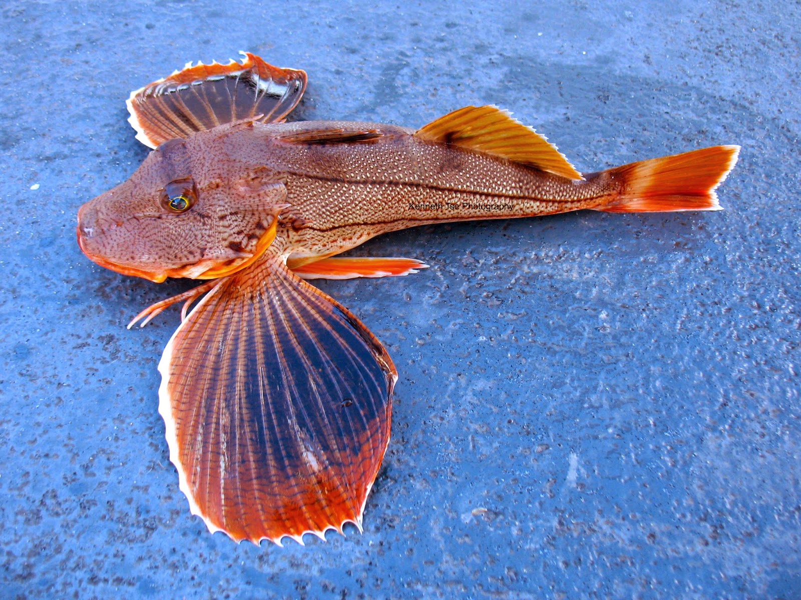 MuskieBait Adventures: 2014 New Jersey Inshore Fun (Day 2)