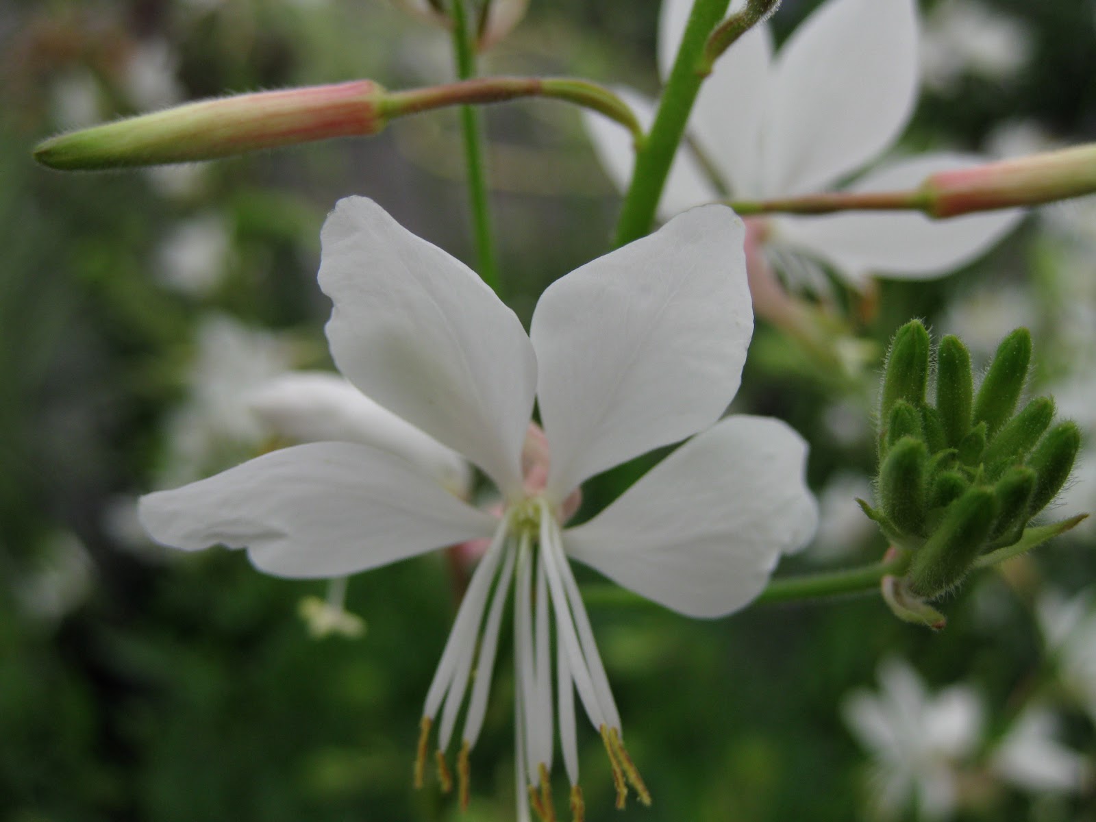 All about plants and more: Gaura - like dancing butterflies