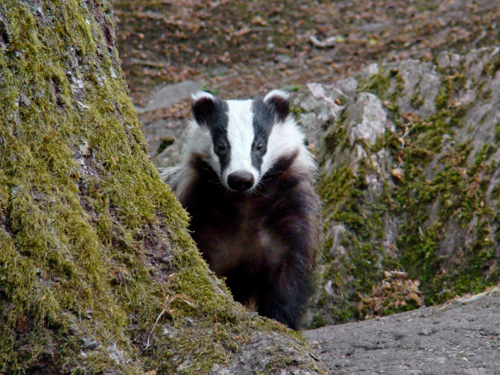 El tejón americano - Taringa!