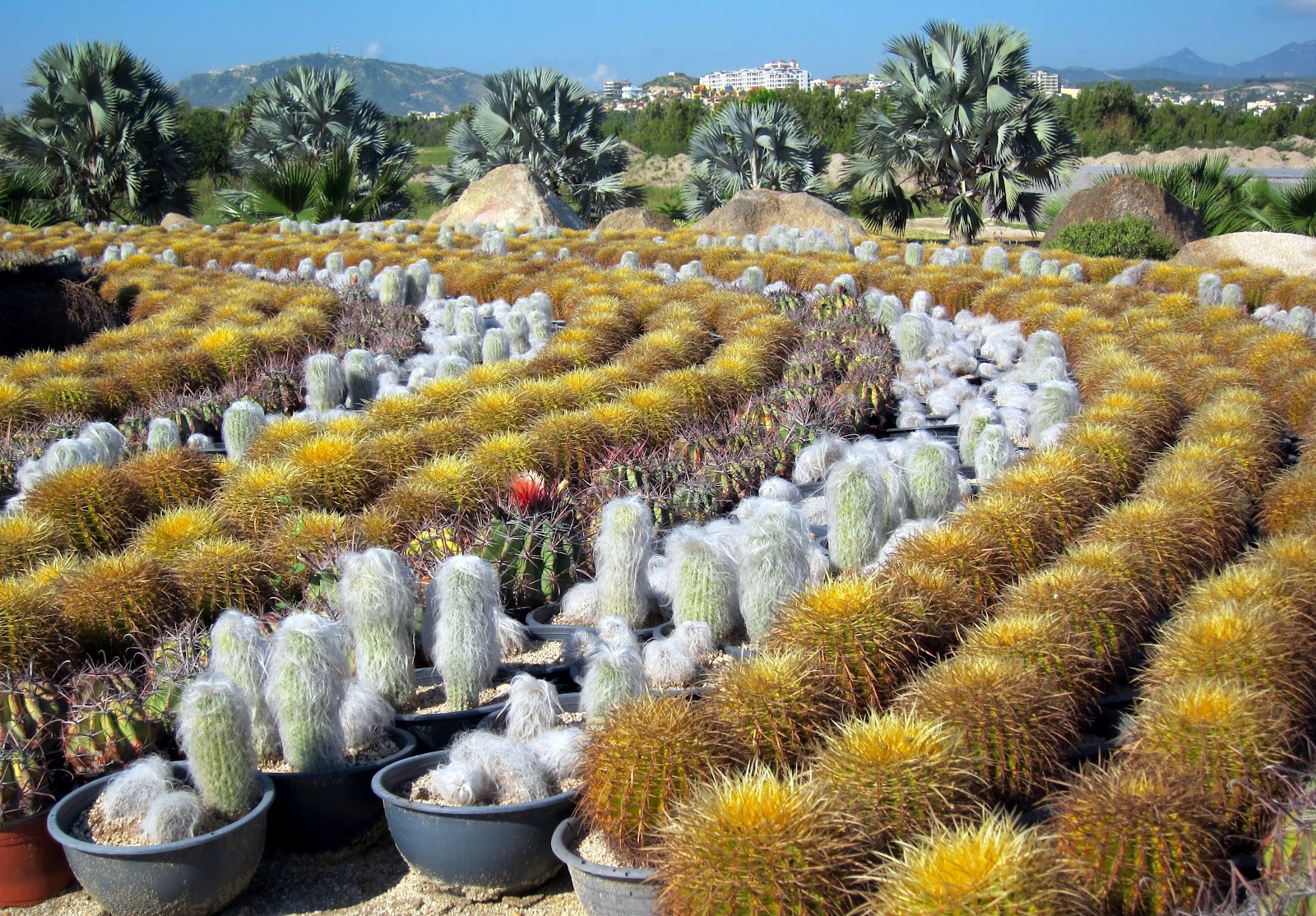 Wirikuta Cactus Park, San Jose del Cabo