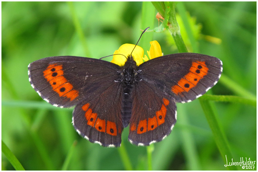 NORGE.nl: Birtavarra ''norske sommerfugler'' (norwegian butterflies)