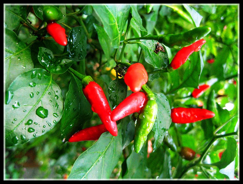 Olive in the house: Bird Eye Chili (Cili Padi Kampung) Seeds For Sale