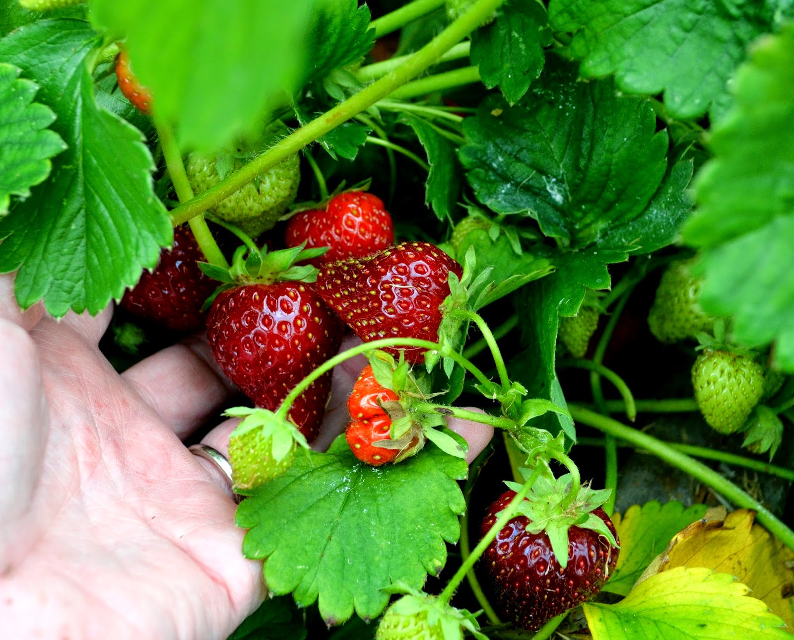 How to Plant Strawberries: 6 Steps for a Delicious Yield