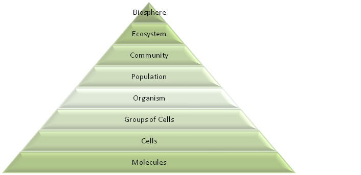 Dania Allen's Biology Made Easy: Evolution