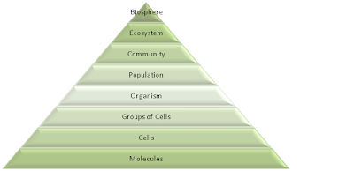 Dania Allen's Biology Made Easy: Evolution