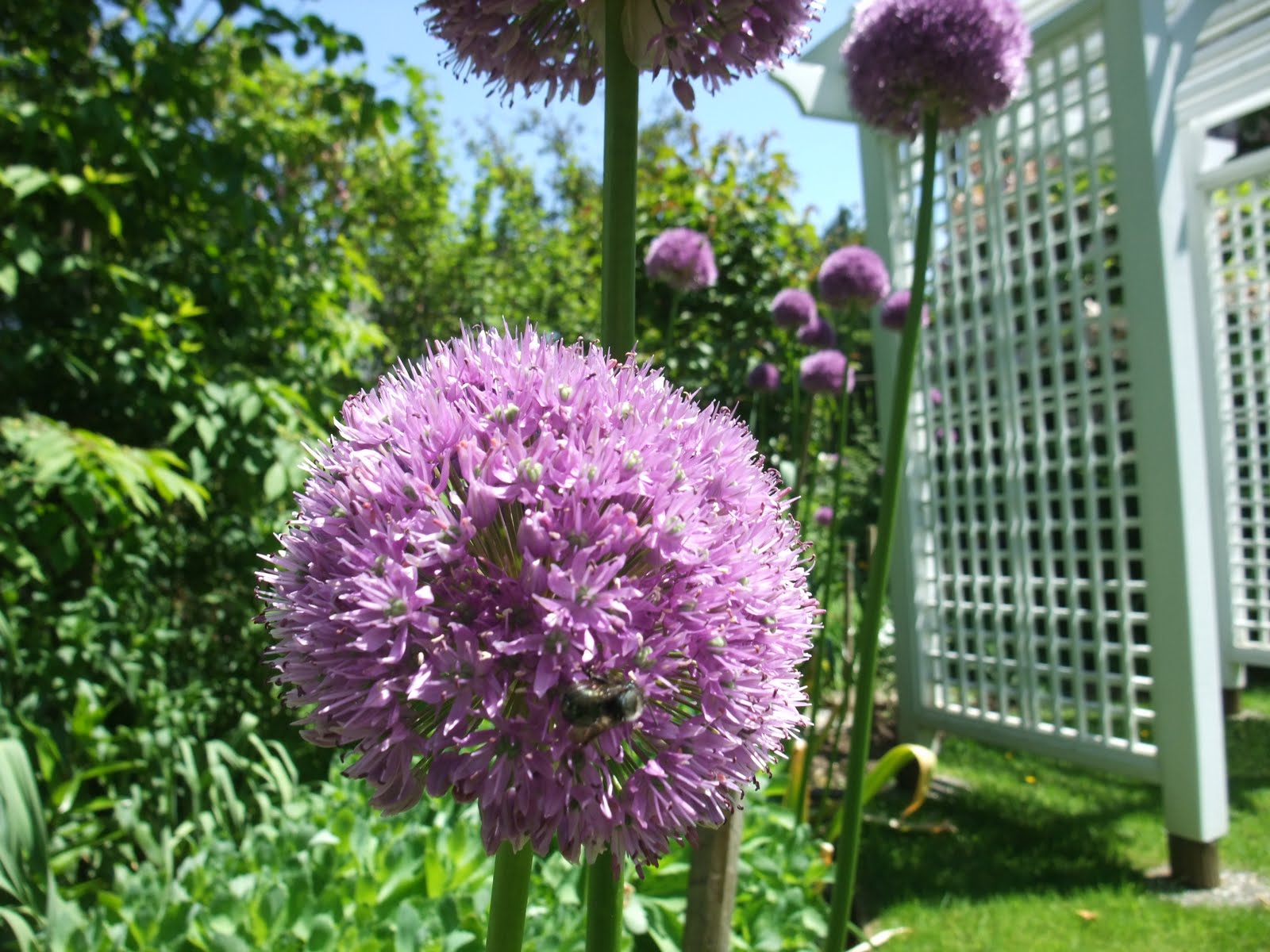 Bee attractive flowers in Joe's garden - Beediverse Mason Bees