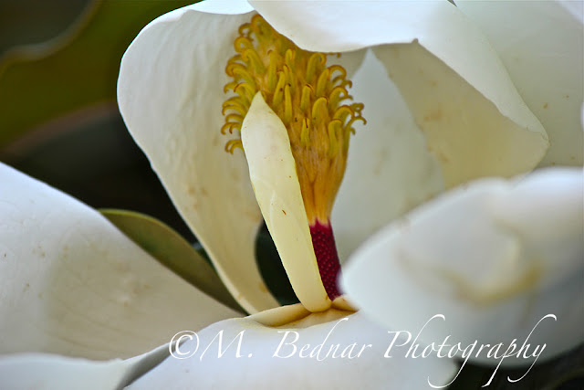 Of Verse, Poesy & Odes : "Beneath the Magnolia Tree", a poem