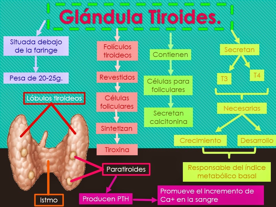 FISIOLOGÍA MÉDICA - MELISSA GUADALUPE ROMERO OJEDA: Tiroides