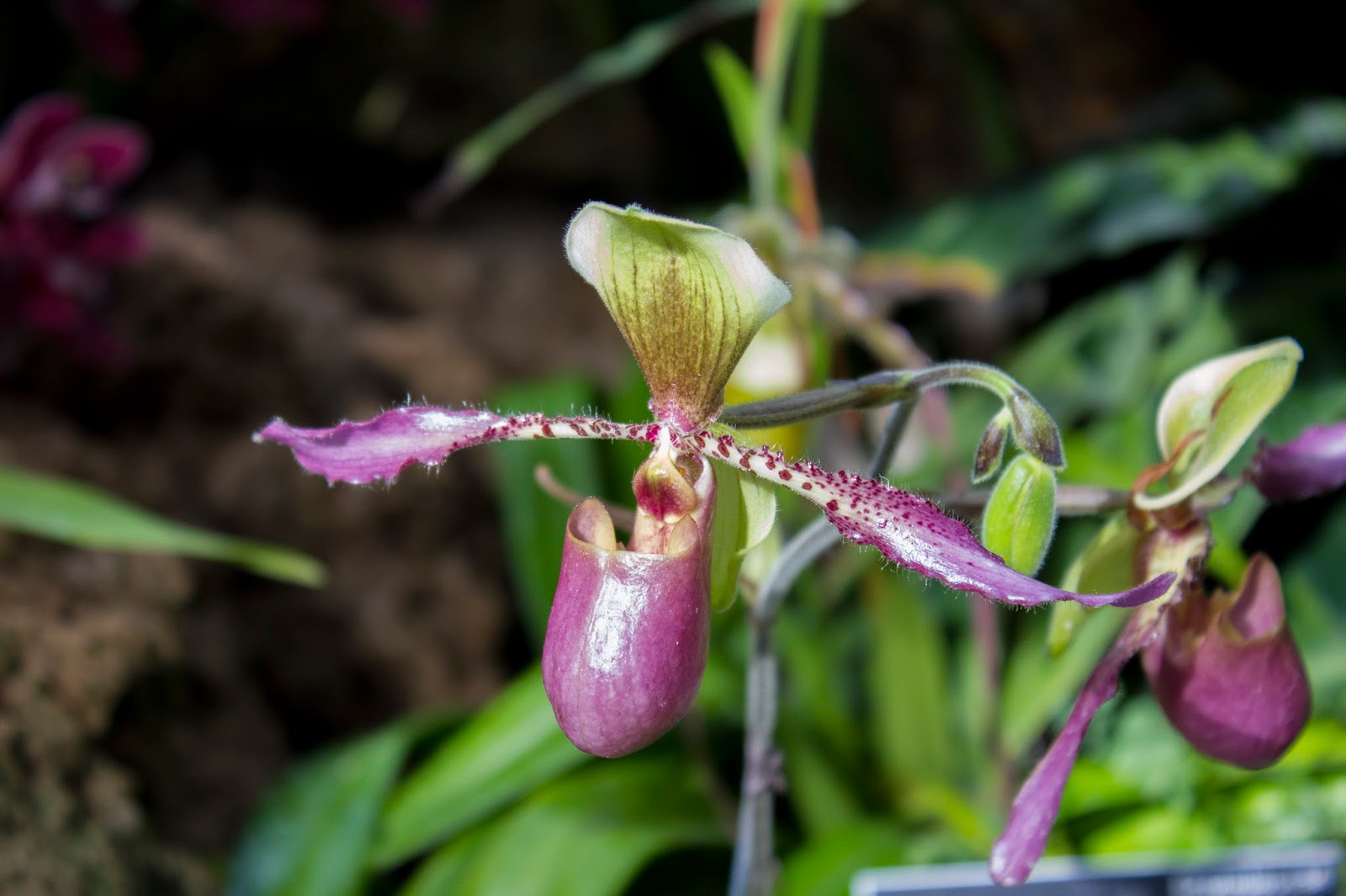 Maria's Orchids: Gorgeous Paphiopedilum hybrids from the DC Botanic Garden