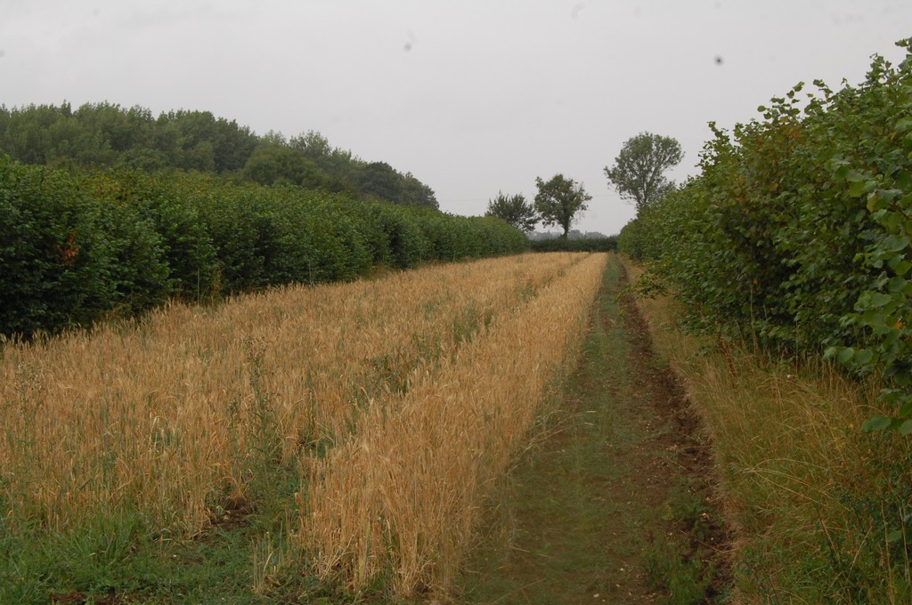 Agroforestry - Scilly Organics