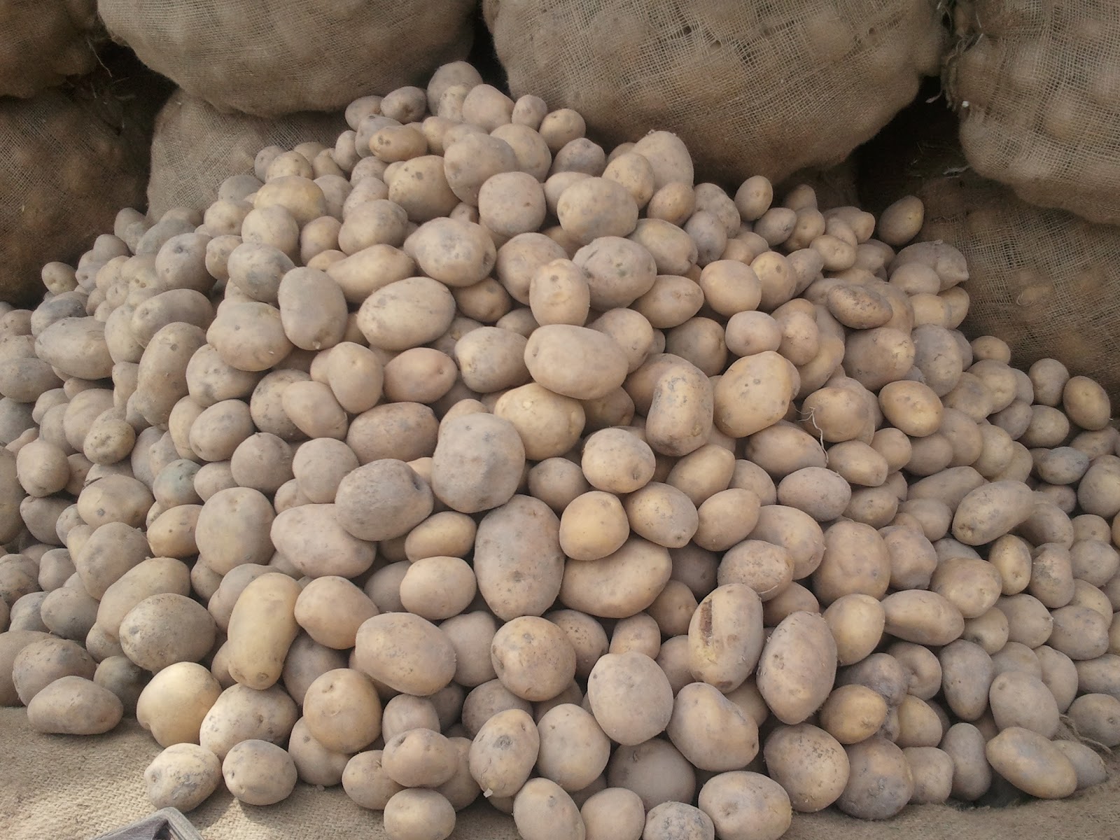 AgriHunt: Potato story