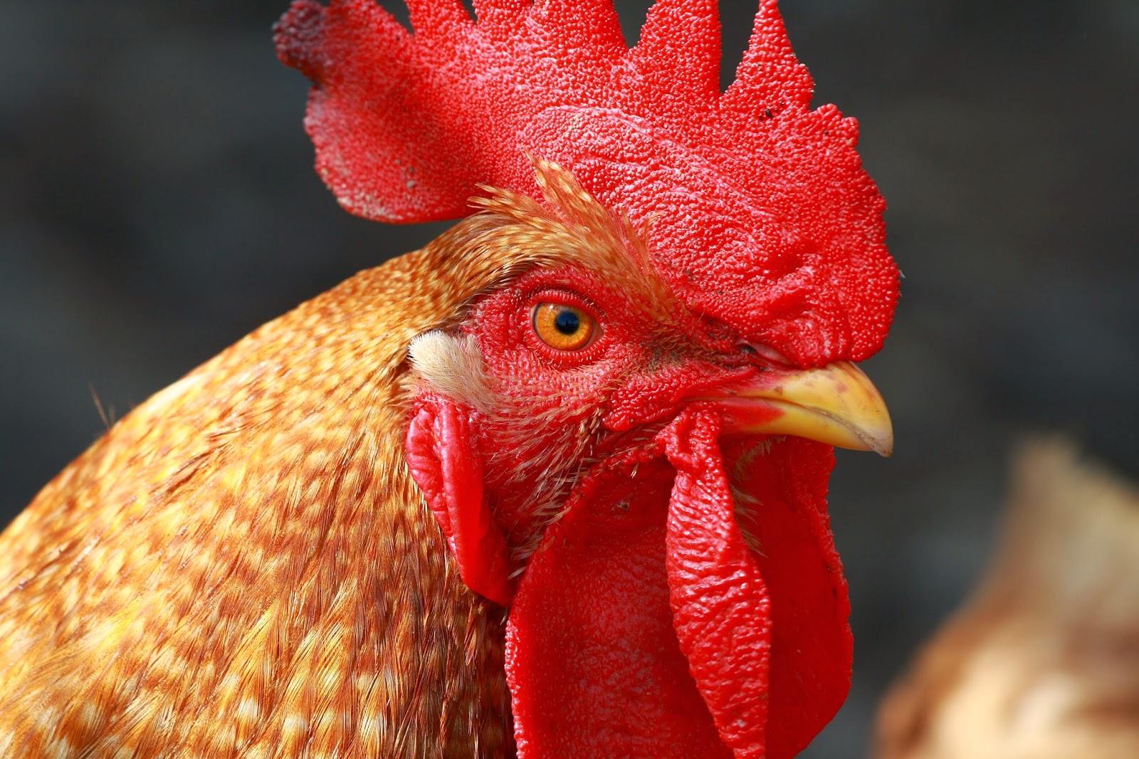 La Parábola del Gallo y Sus Enseñanzas. ¡Nuevo! ¡Muy interesante!