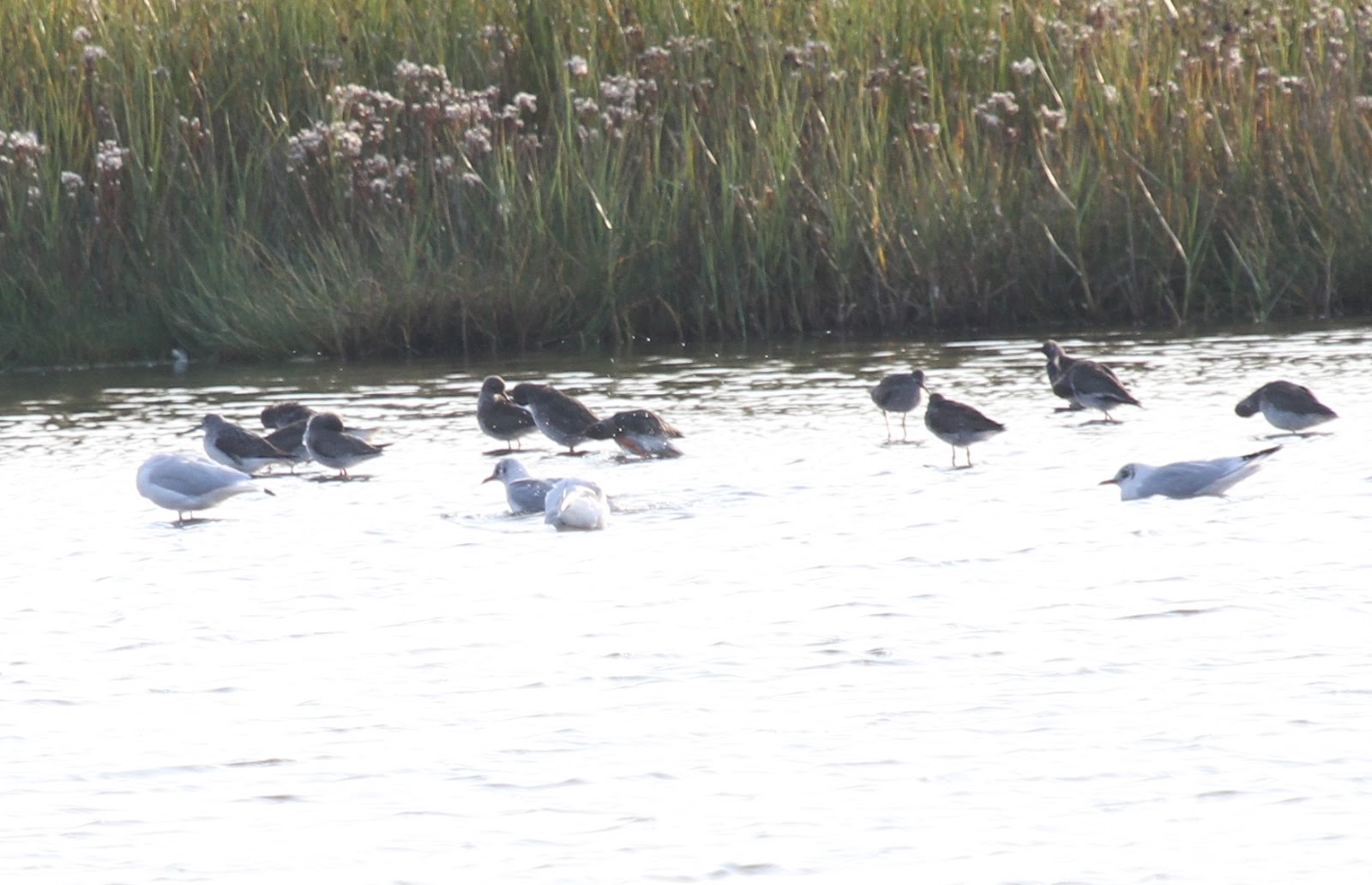 Wilde About Birds: Parkgate - Speaking up for Hen Harriers