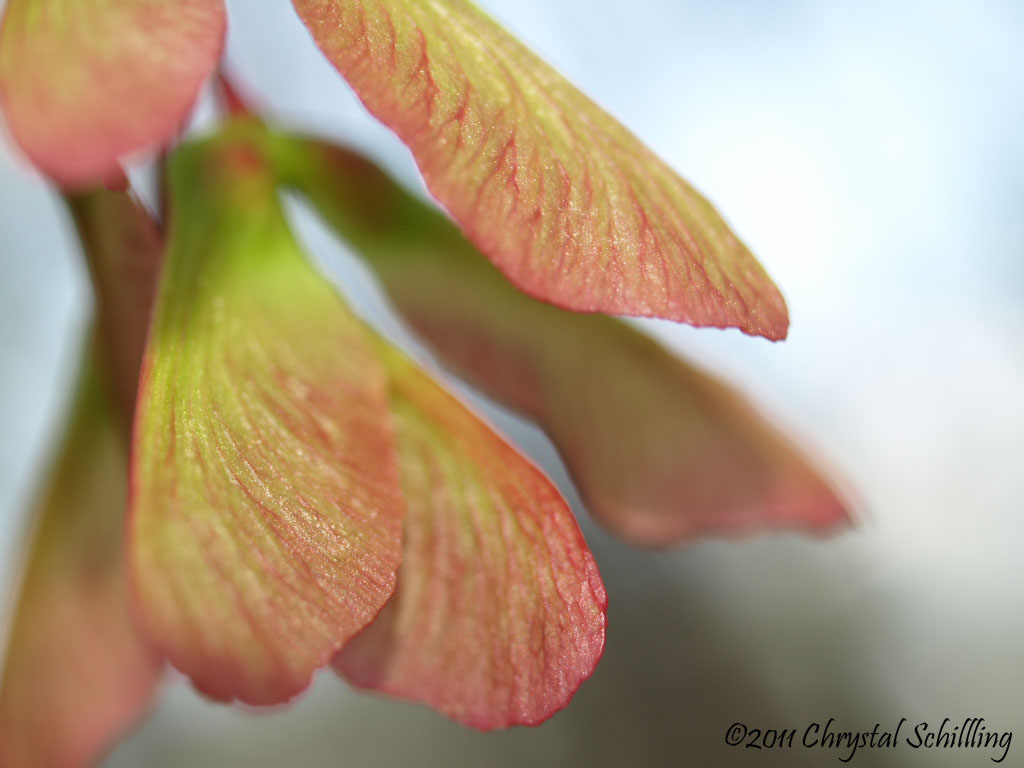 Chrystal Schilling Photography: Day 36 - Maple Tree Seeds