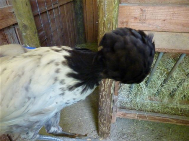 RichCat 山羊居: Chicken Breeds 各色雞種