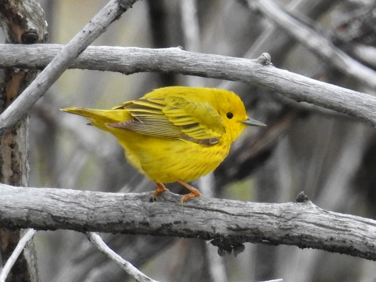 B.I.R.D.: Spring Warblers