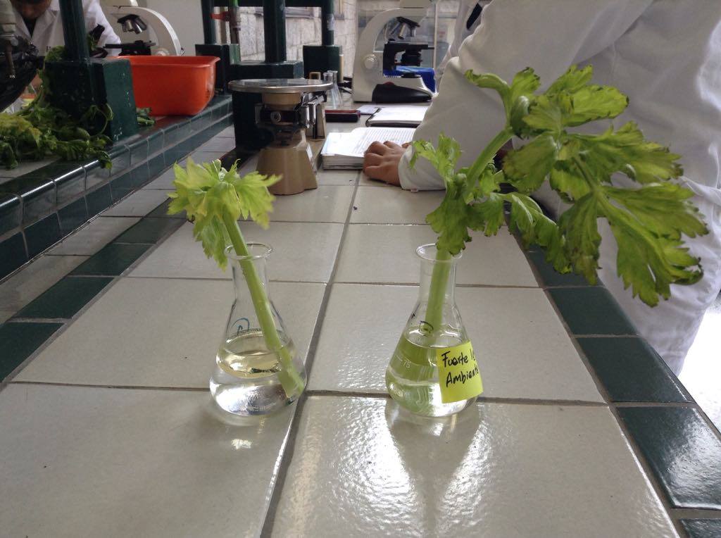 Respiración y Transpiracion en Plantas: La Transpiracion