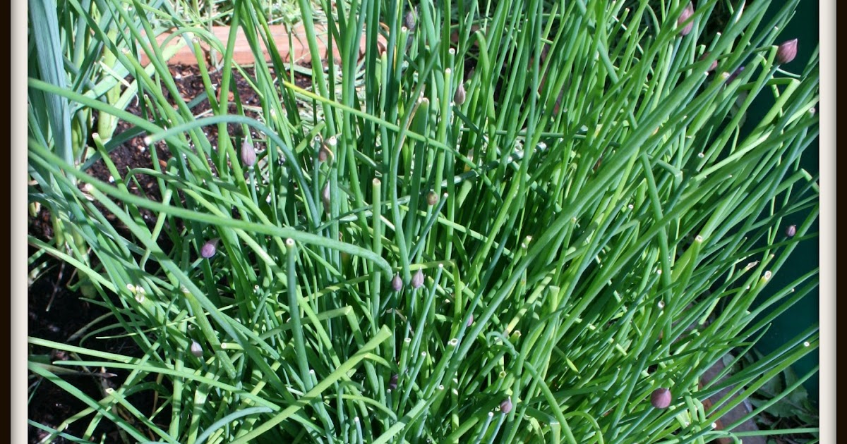 Desperate Gardener: Chives that Thrive(s)
