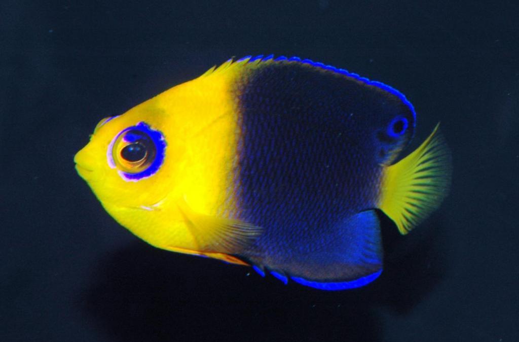 D' Ocean Aquarium: Ikan Angel (Angelfish)