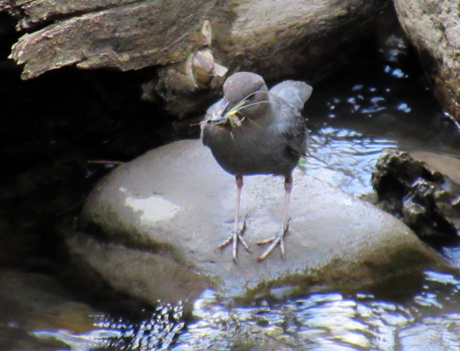 American Dipper: John Muir's Water Ouzel