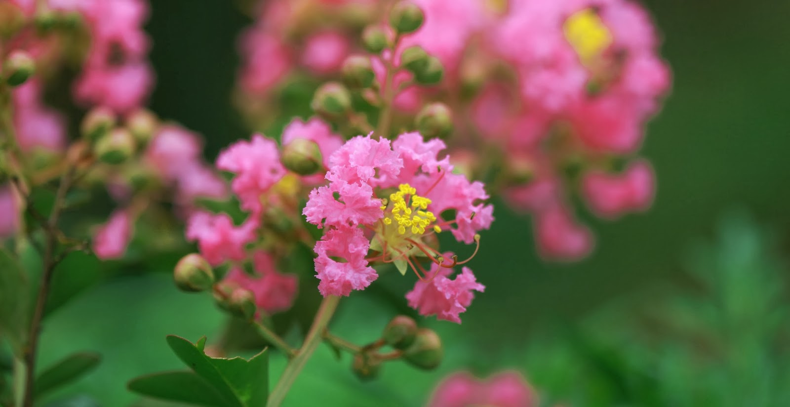 Pondok Rasamala : Tanaman bunga di halaman