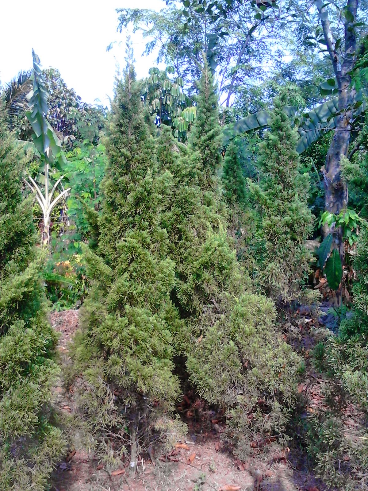 JUAL CEMARA PUA-PUA | SUPLIER TANAMAN HIAS | JUAL TANAMAN HIAS ONLINE ...