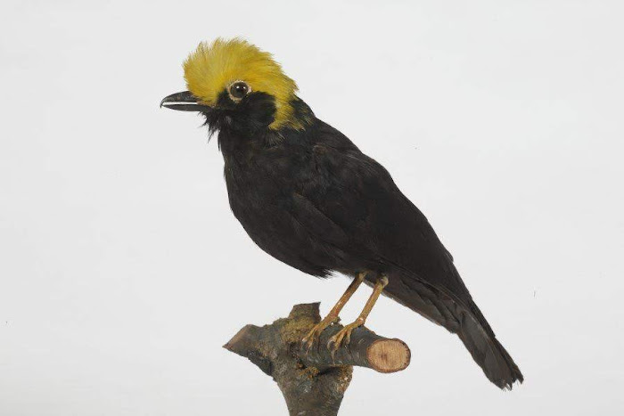 Πριόνωψ - Ορνιθοπανίδα