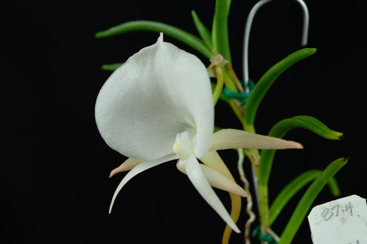 Angraecum scottianum orchid plant care and culture | Travaldo's blog