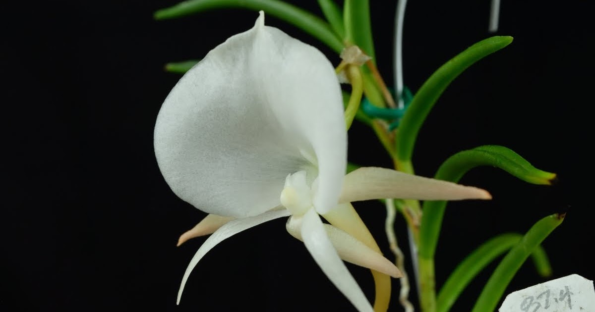 Angraecum scottianum orchid plant care and culture | Travaldo's blog