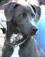 BRANDYKEGS: Texas State Dog - Blue Lacy