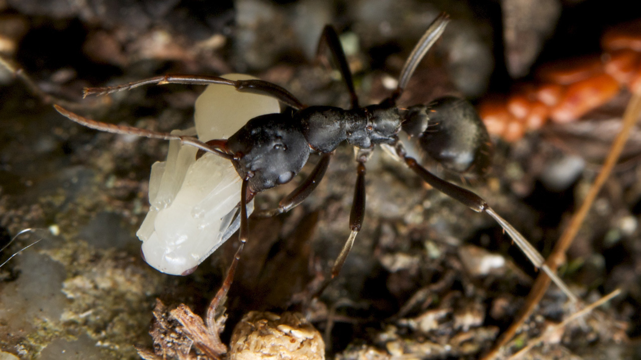 ムシをデザインしたのはダレ？: サムライアリ の奴隷狩り！！