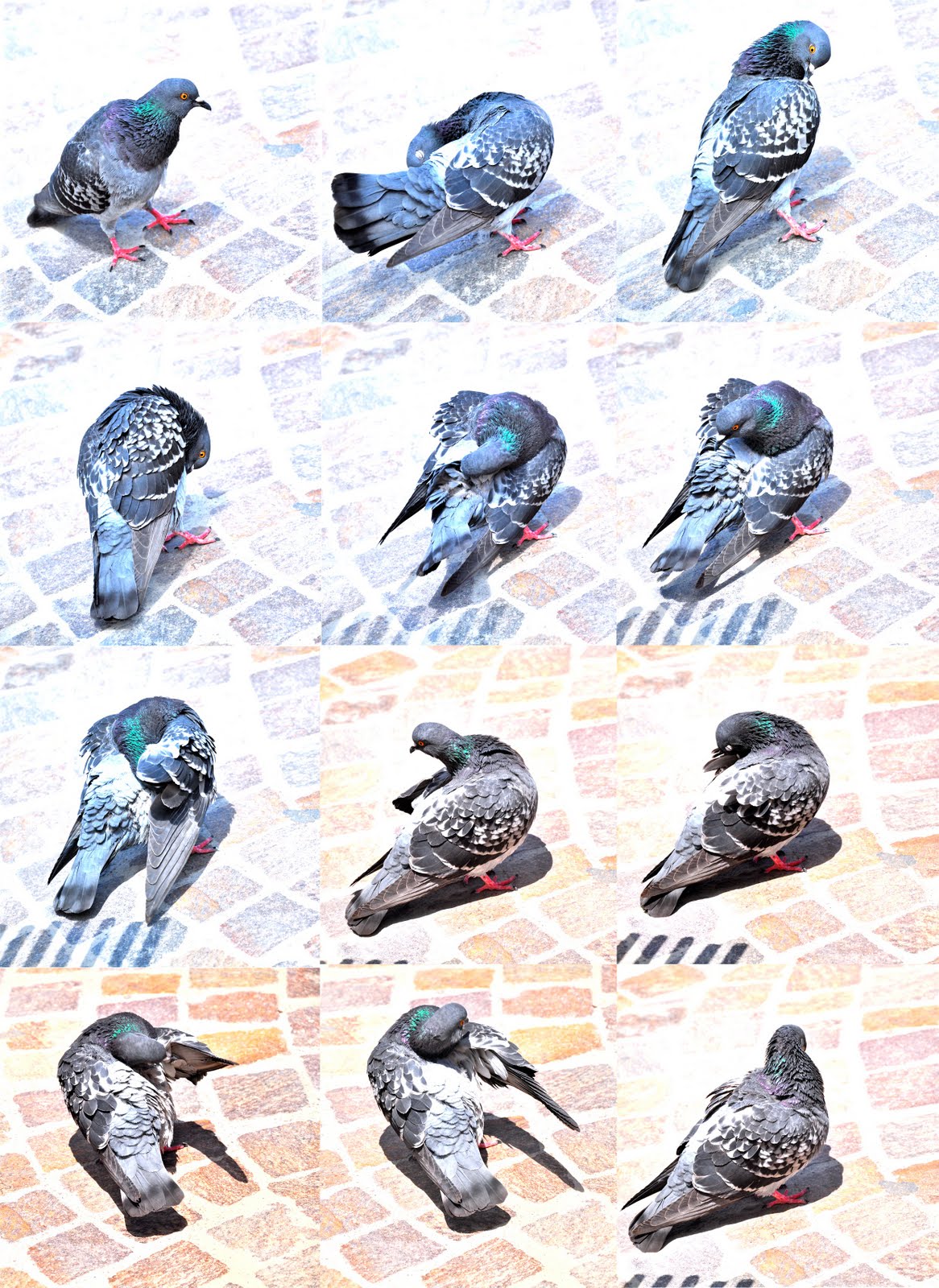 Text-ile Design: The Rock Pigeon Colour Palette