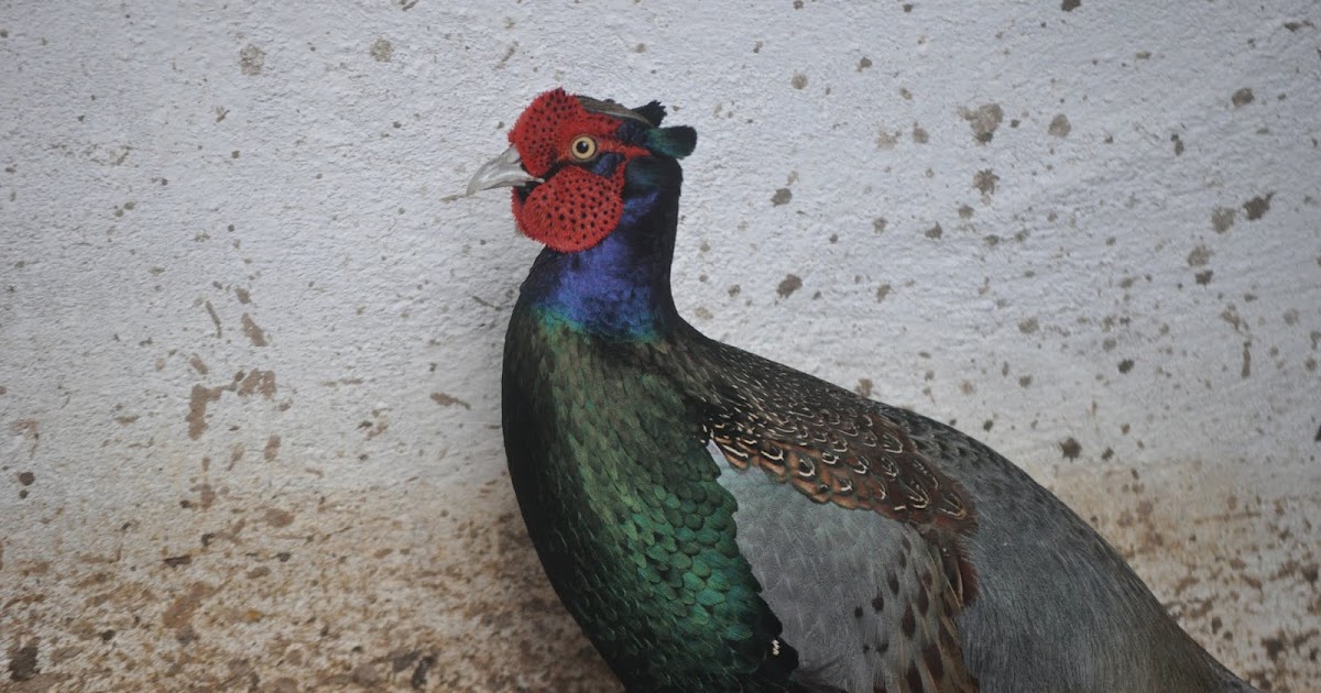 ZOOTOGRAFIANDO (6.096 ANIMALS): FAISÁN VERDE / GREEN PHEASANT ...