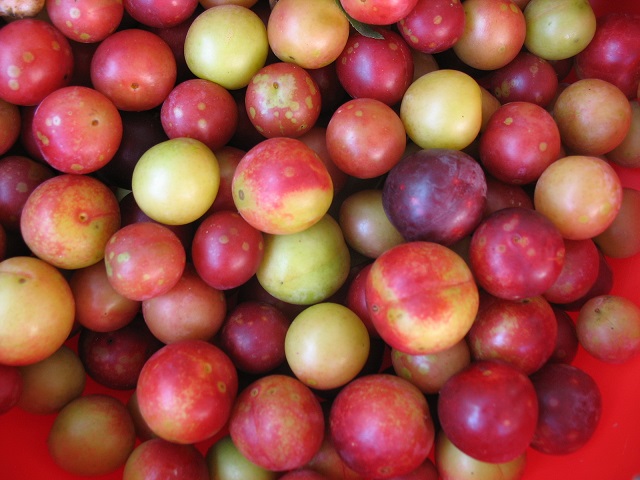 živashranjuje: Ringlo