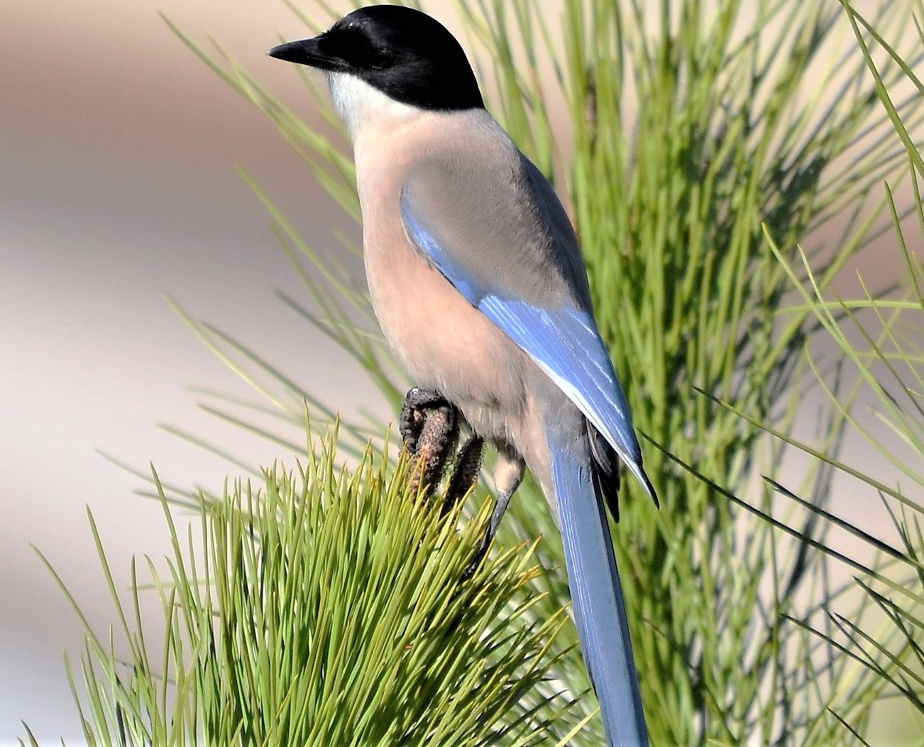 TERRA DAS AVES: Pega-azul (Cyanopica cyanus)