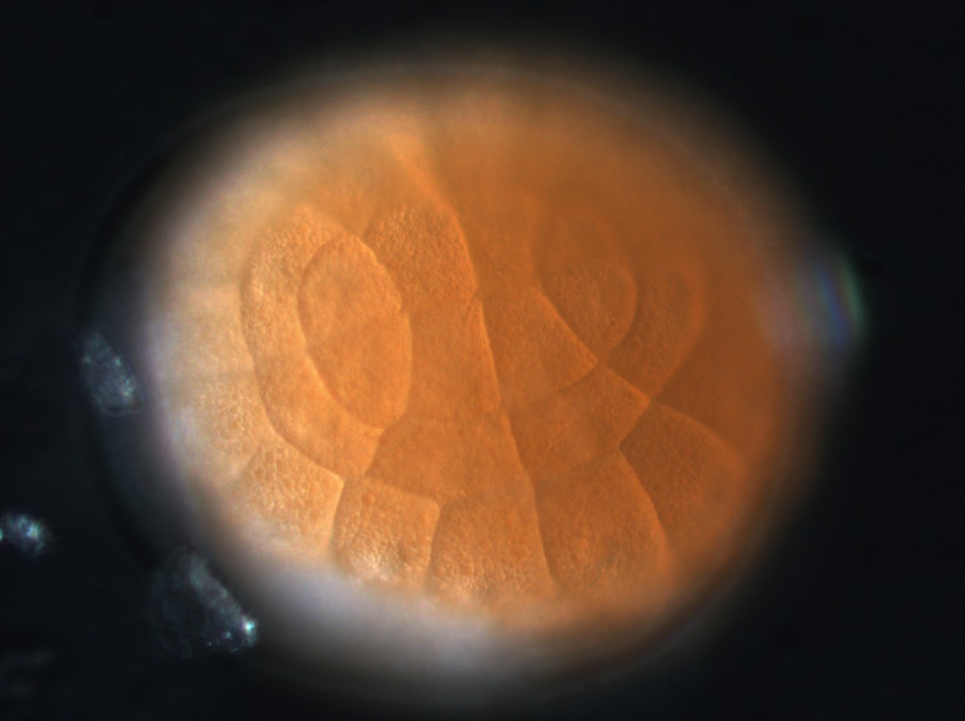 Invertebrate Embryology: Brooded embryos of bryozoan Dendrobaenia ...