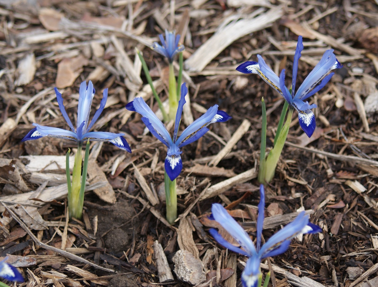 Visit My Garden: Iris