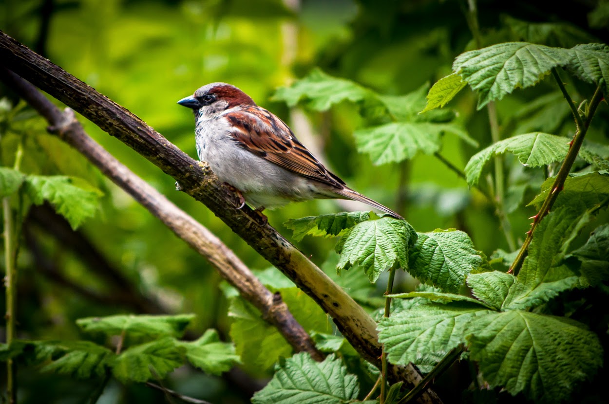 terryography: A Most Humble Bird.