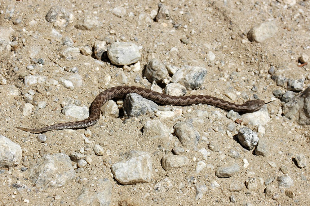 Espécie do mês de Junho: Víbora-cornuda