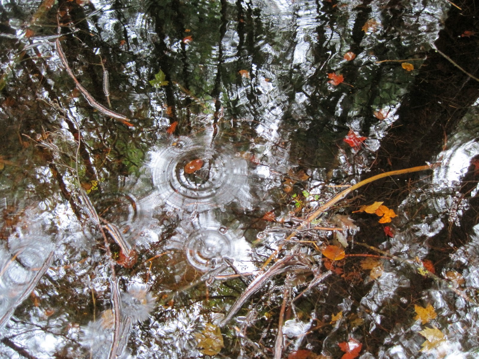 RavenWood Forest: Whirling Water and Tinkling Drops